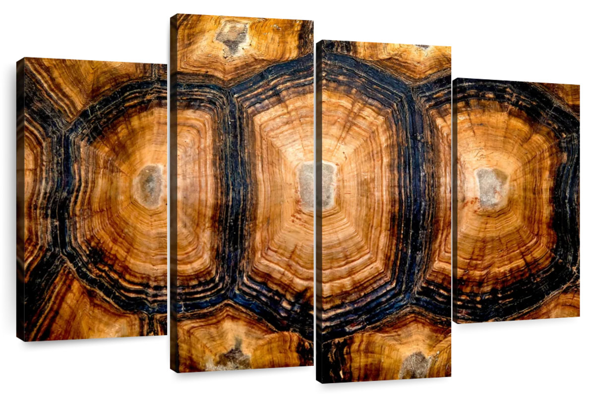 Ebern Designs Brampt Turtle Carapace Texture | Wayfair