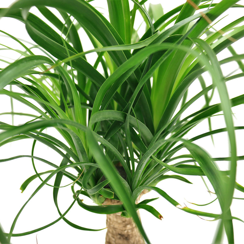 Costa Farms Indoor Ponytail Palm House Plant in 10-inch Nursery Pot ...