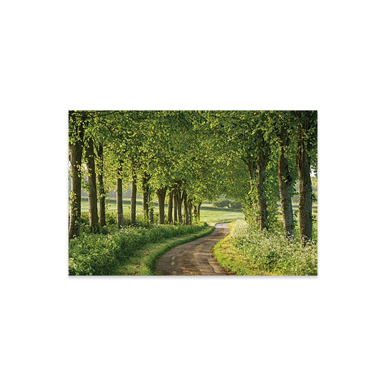 Millwood Pines Country Ways by Adam Burton - Unframed Graphic Art | Wayfair