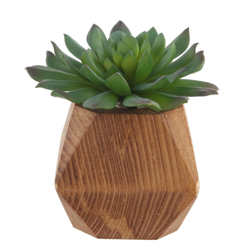 Wrought Studio 2 Piece Succulent Plant Set in Pot & Reviews - Wayfair ...