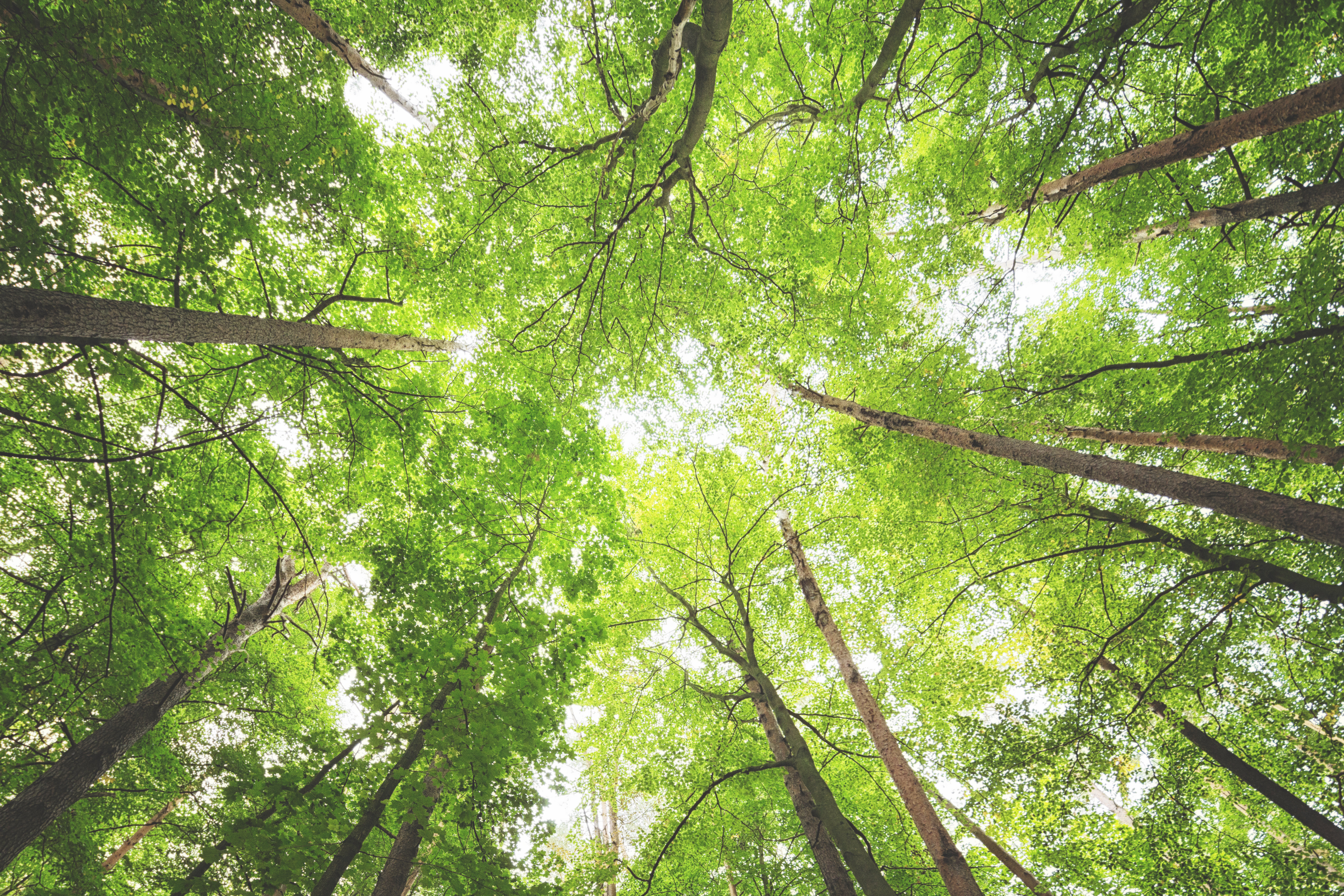 Millwood Pines Bright Light Passing Through The Thick Forest Canopy by ...