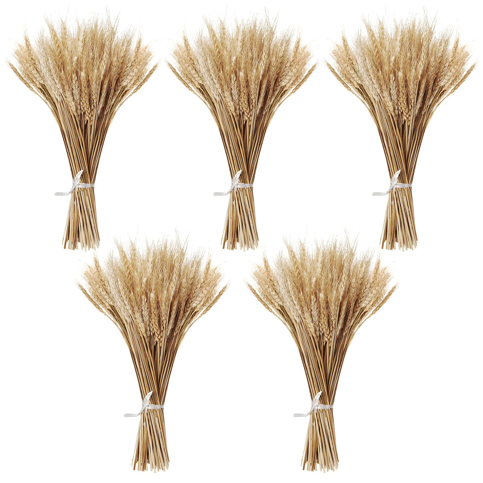 Ophelia & Co. 500PCS Dried Flowers Dried Wheat Stalks for Decor for ...