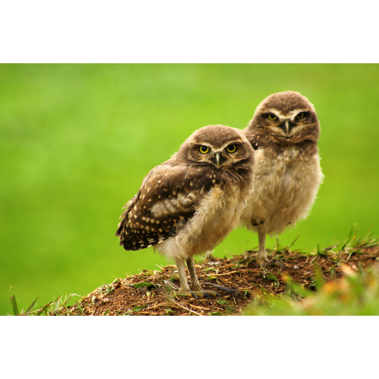Millwood Pines Babies Burrowing Owls On Canvas by Biophotos Print | Wayfair