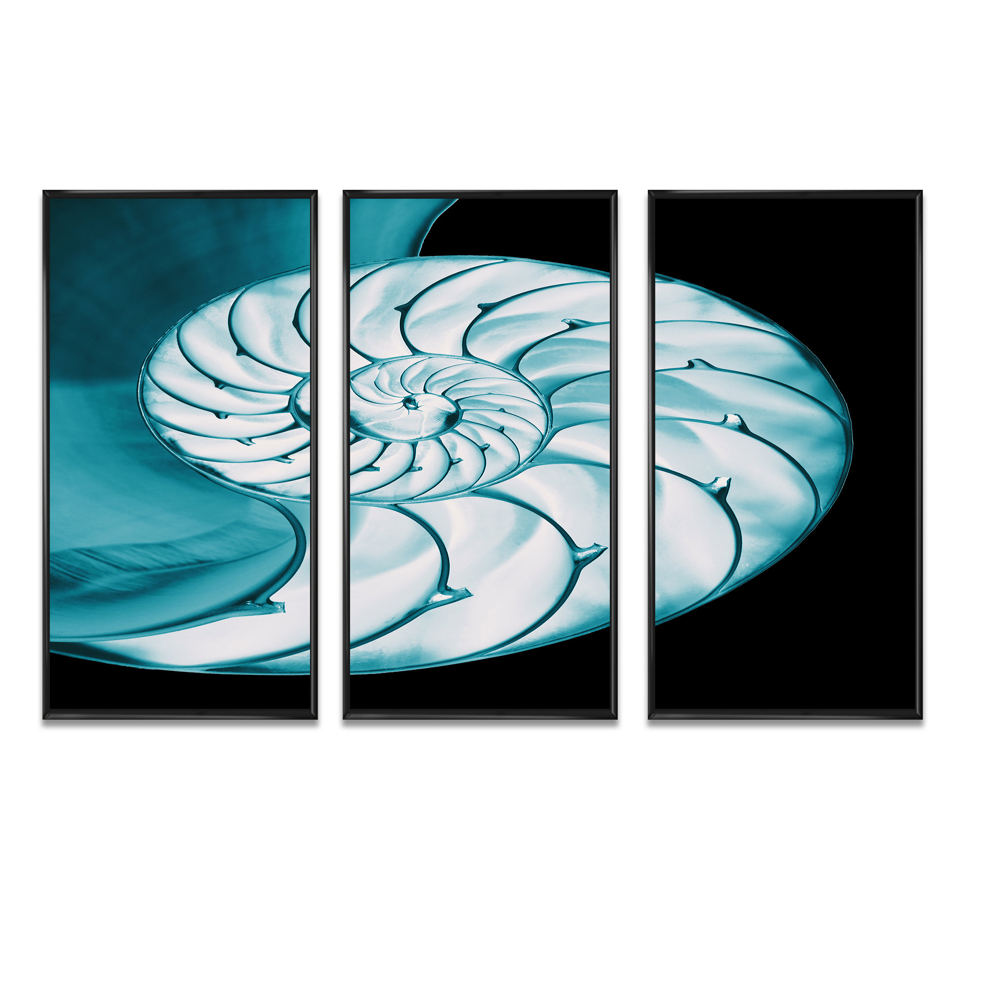 Orren Ellis Chambered Nautilus Shell - 3 Piece Graphic Art on Canvas ...