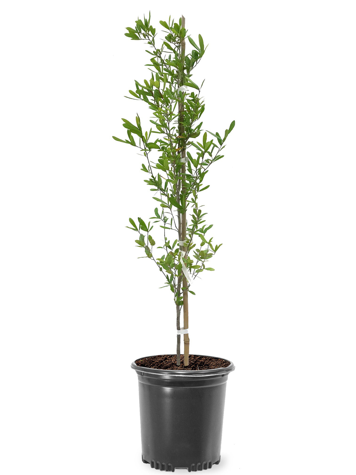 American Plant Exchange Shade Trees Live Oak Tree, 1-Gallon Pot | Wayfair