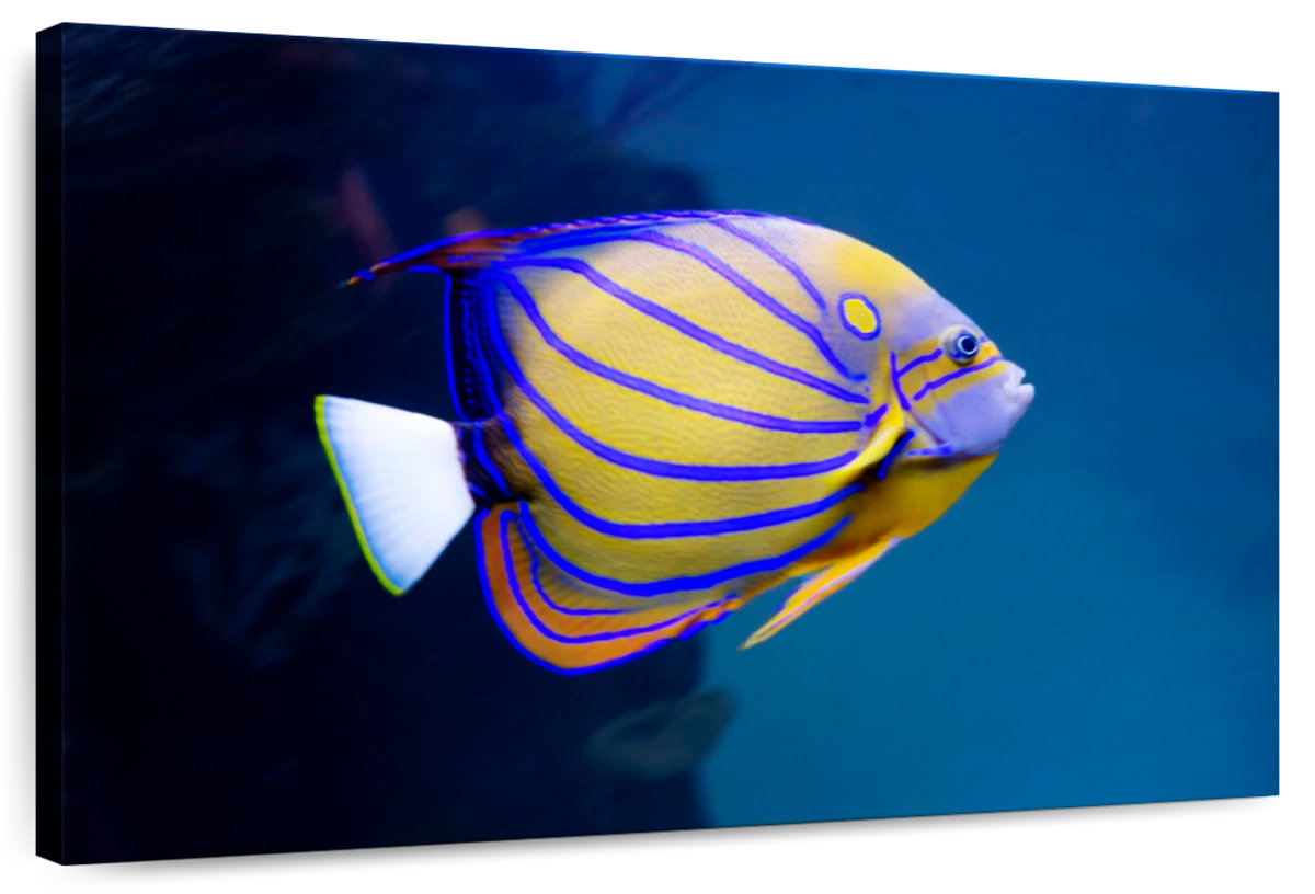 Ebern Designs Brampt Colorful Angelfish | Wayfair