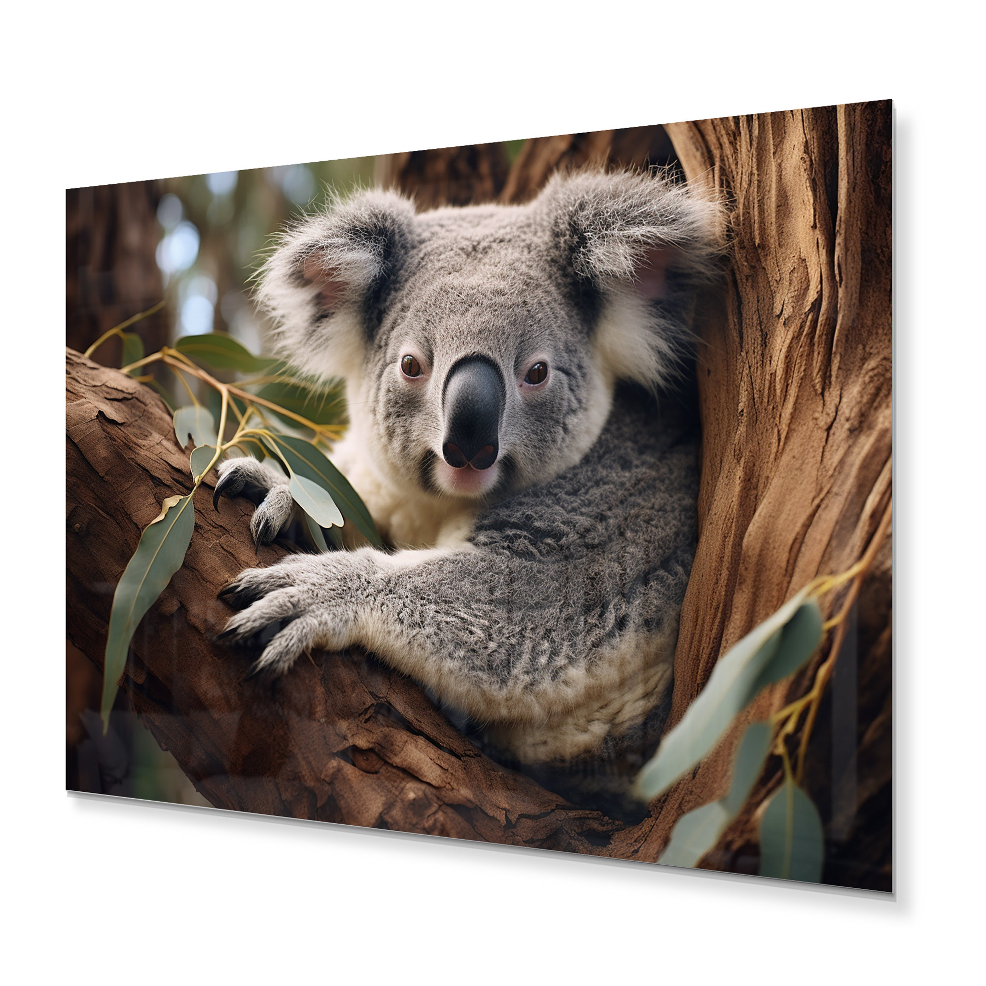 Loon Peak Australia Koala Haven I - Animals Metal Art Print - Wayfair ...