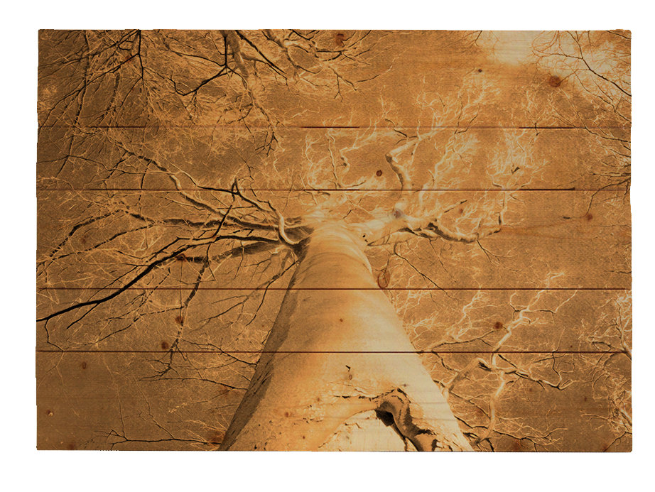 The Finishing Touch 'Mighty Tree in Winter' by Hal Halli Graphic Art ...