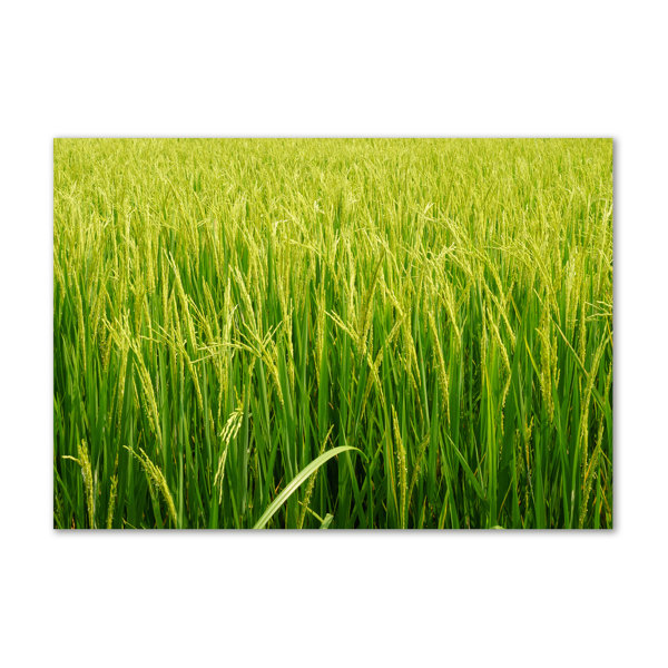 Brayden Studio Rice Field - Wrapped Canvas Print | Wayfair.co.uk