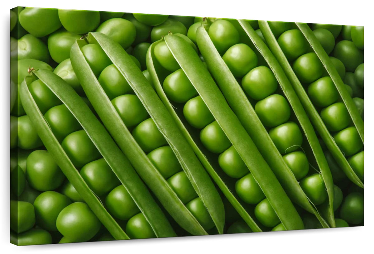 Elephant Stock Peas - Wayfair Canada