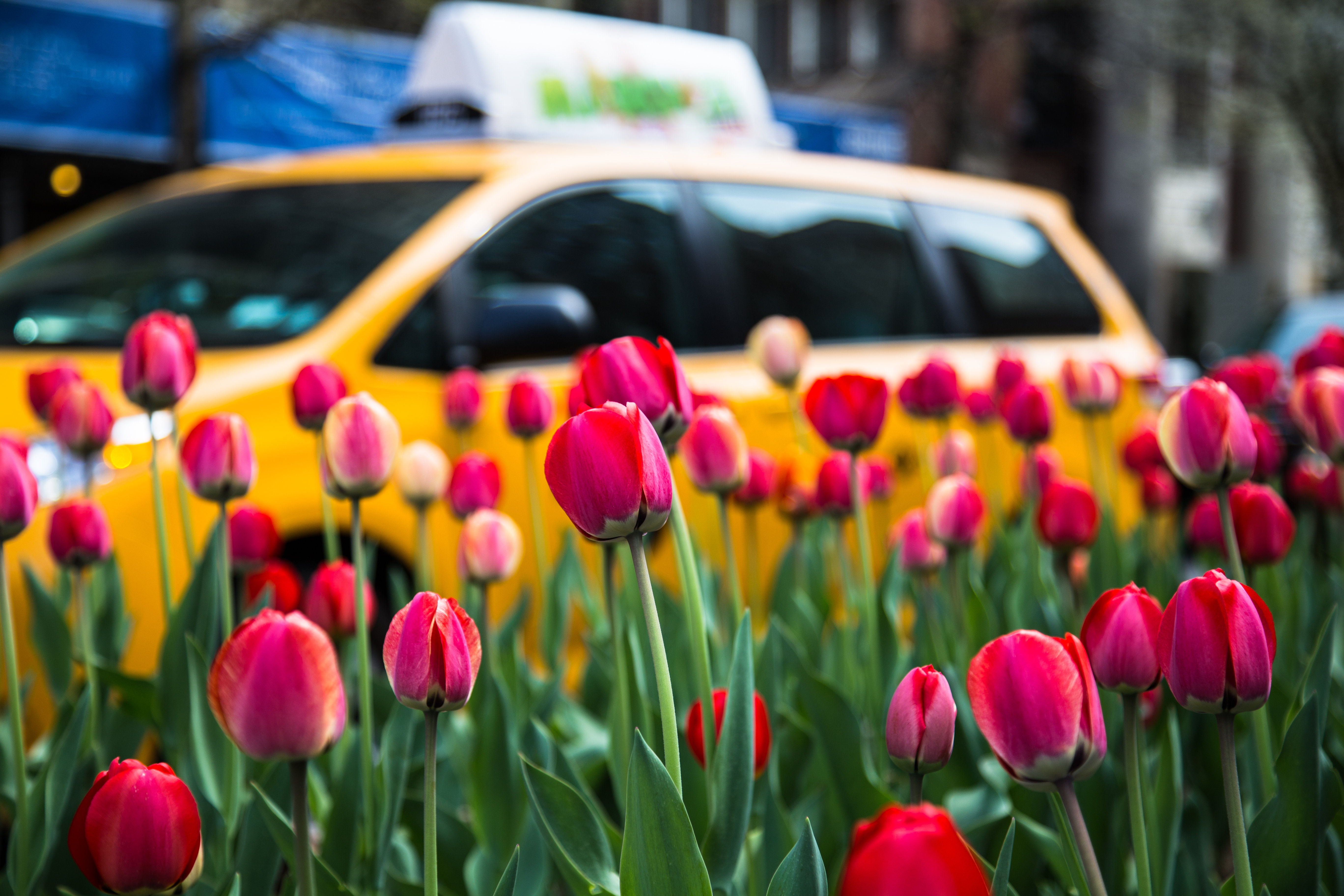 Ebern Designs Red Tulips and a Yellow Cab by Fodera72 - Wrapped Canvas ...