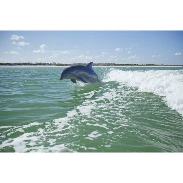 House of Hampton Dolphin 185295224 | Wayfair.co.uk