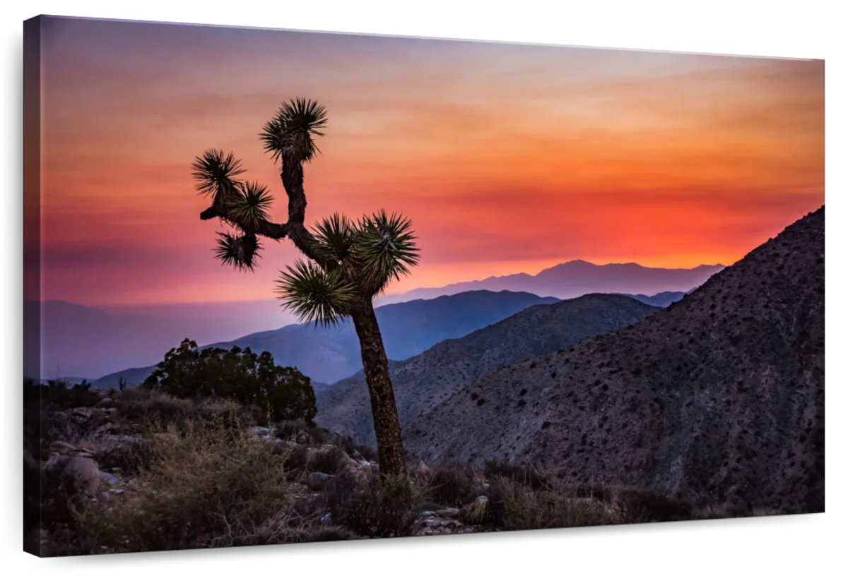 Elephant Stock Joshua Tree Park Sunset Vista | Wayfair