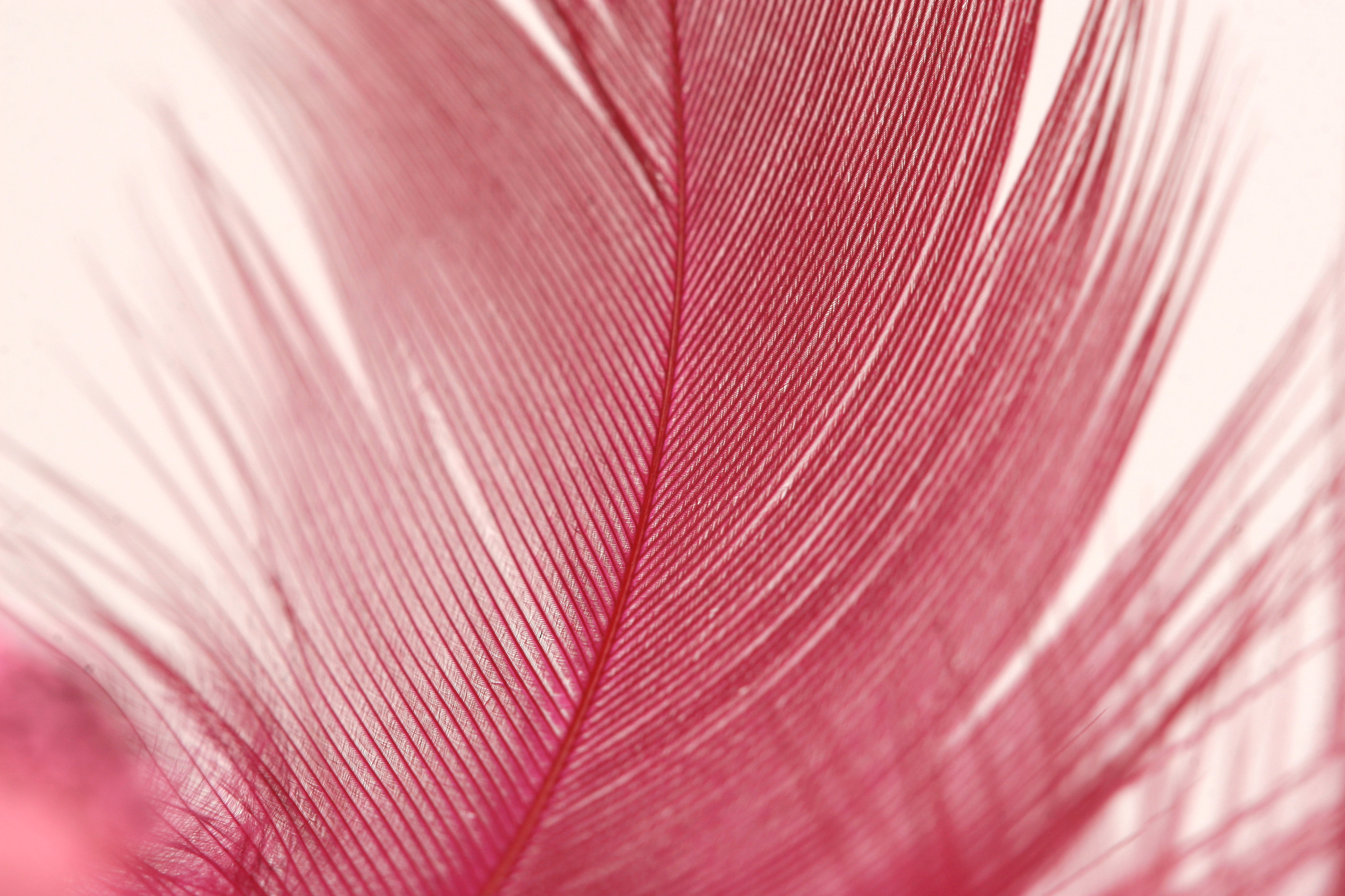 Ebern Designs Feather Background by Mycan - Wrapped Canvas Photograph ...