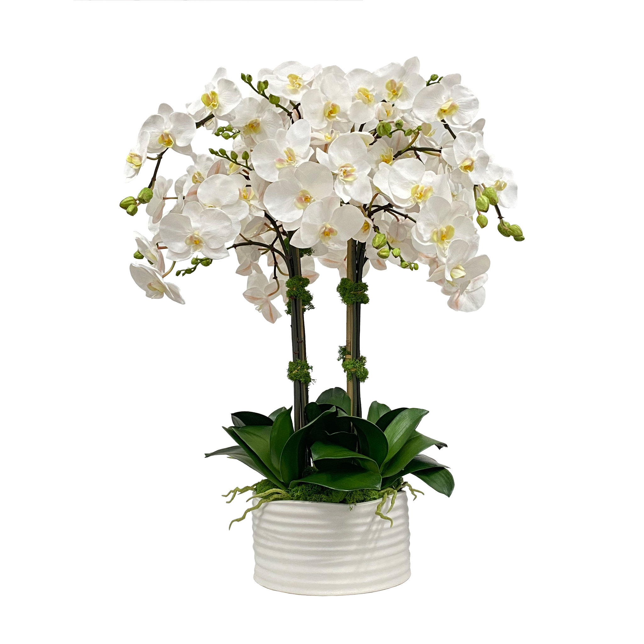 Winward ORCHID IN URBAN COIL PLANTER | Wayfair