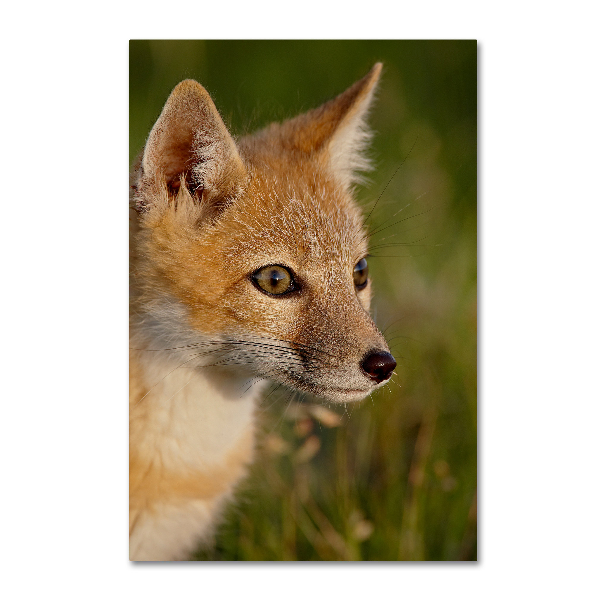 Latitude Run® Ann 'Fox' Photographic Print on Wrapped Canvas | Wayfair