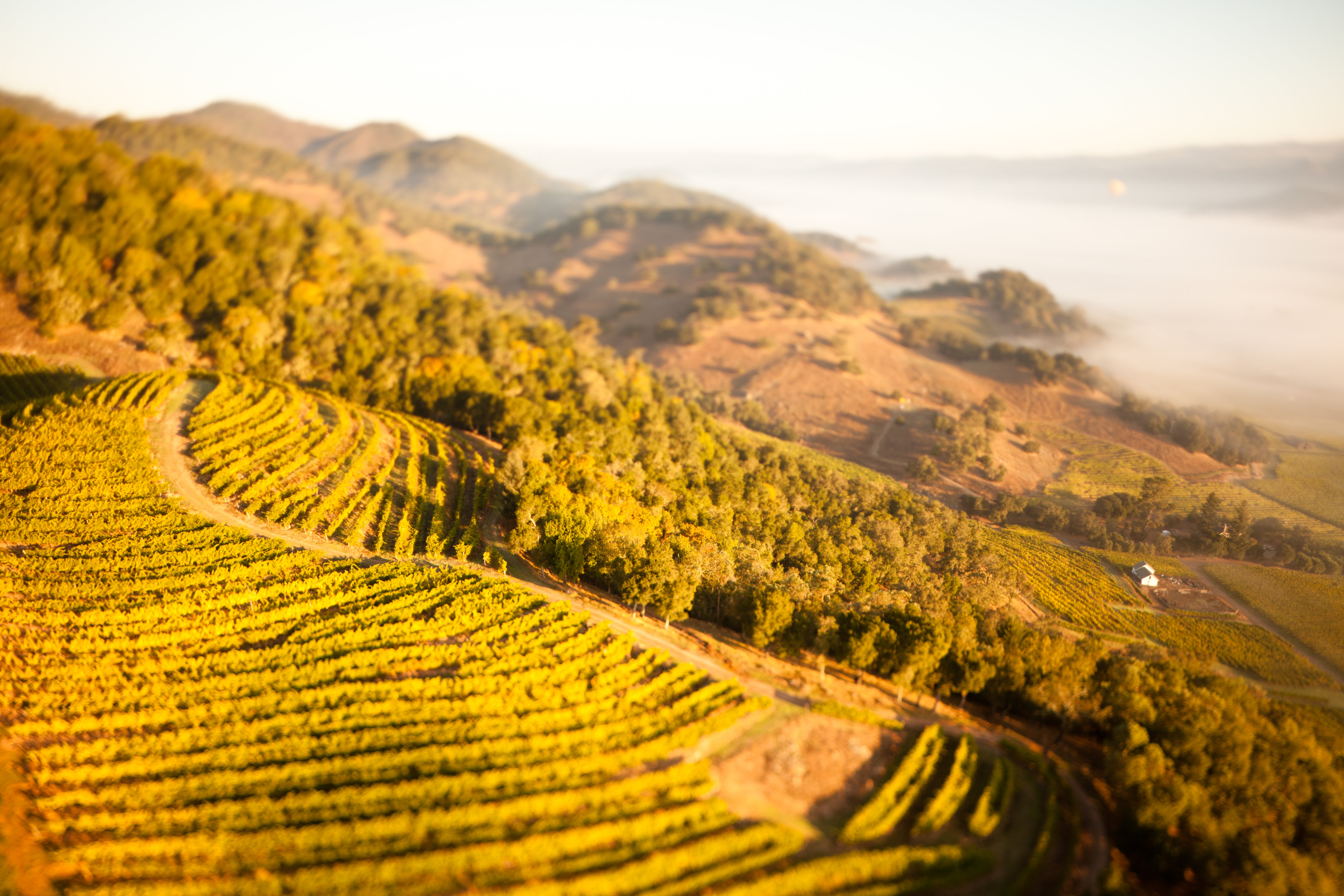 Wall Art Production Network Napa Valley by Epicurean - Print | Wayfair.ie