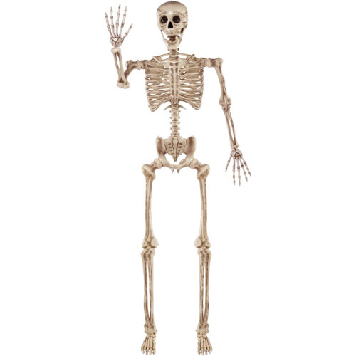 Skeleton | Wayfair