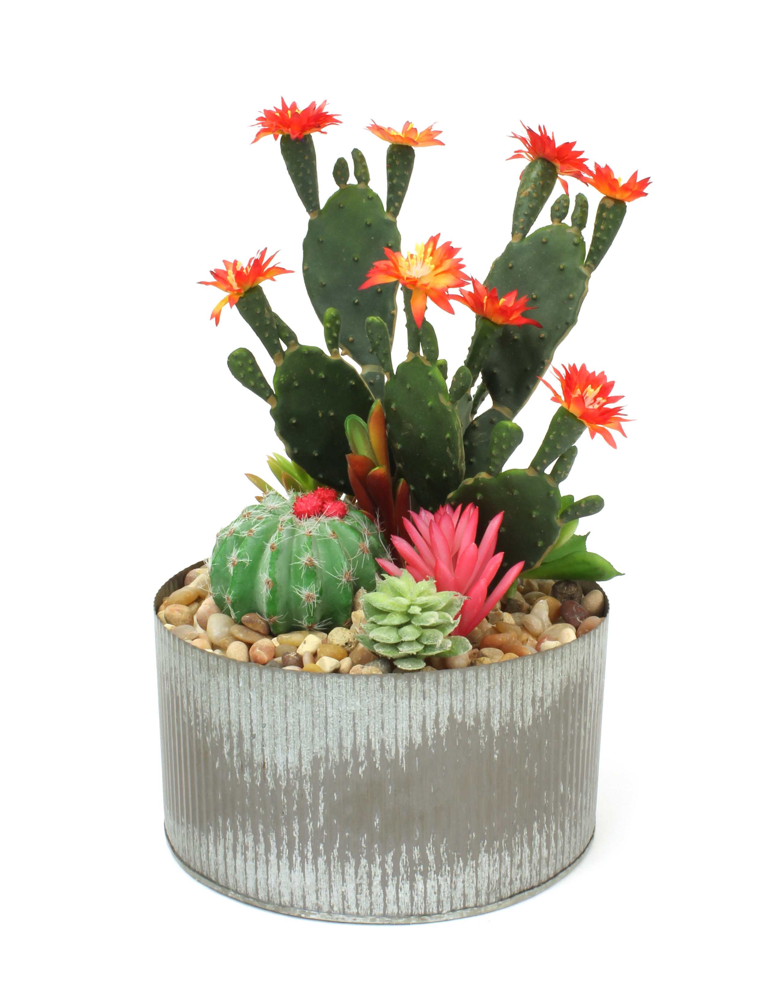 Dakota Fields Blossom Cactus Plant in Planter | Wayfair