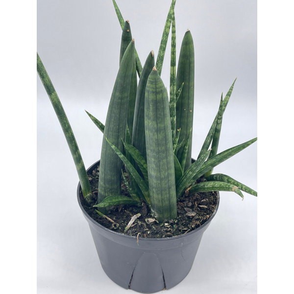 Florida House Plants Sansevieria Boncel Cylindrica 6 Inch | Wayfair