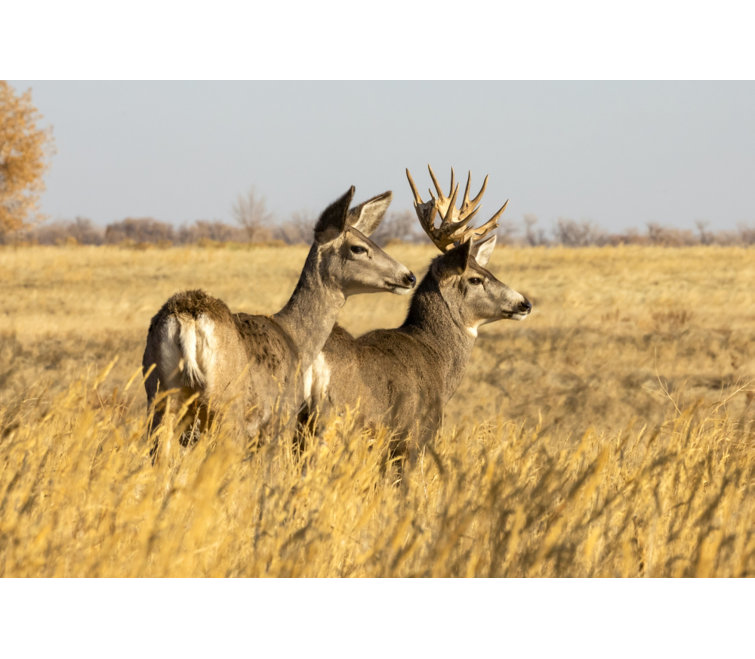 Loon Peak® Mule Deer Buck And Doe (Odocoileus Hemionus) Standing In ...