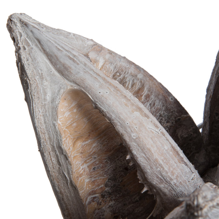 Primrue 3"-4" Sora Pods, Dried | Wayfair