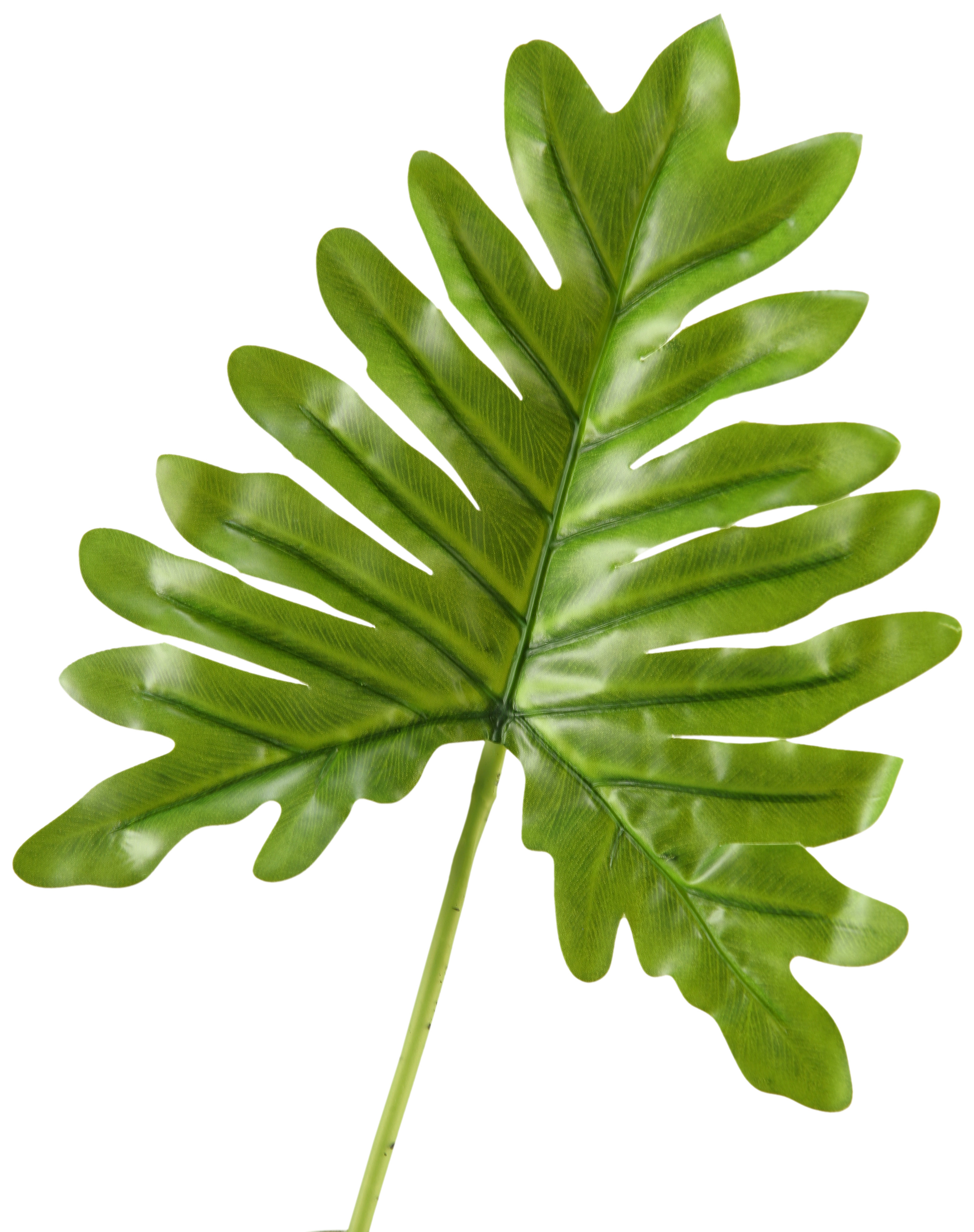 World Menagerie Philo Leaf Stem & Reviews | Wayfair