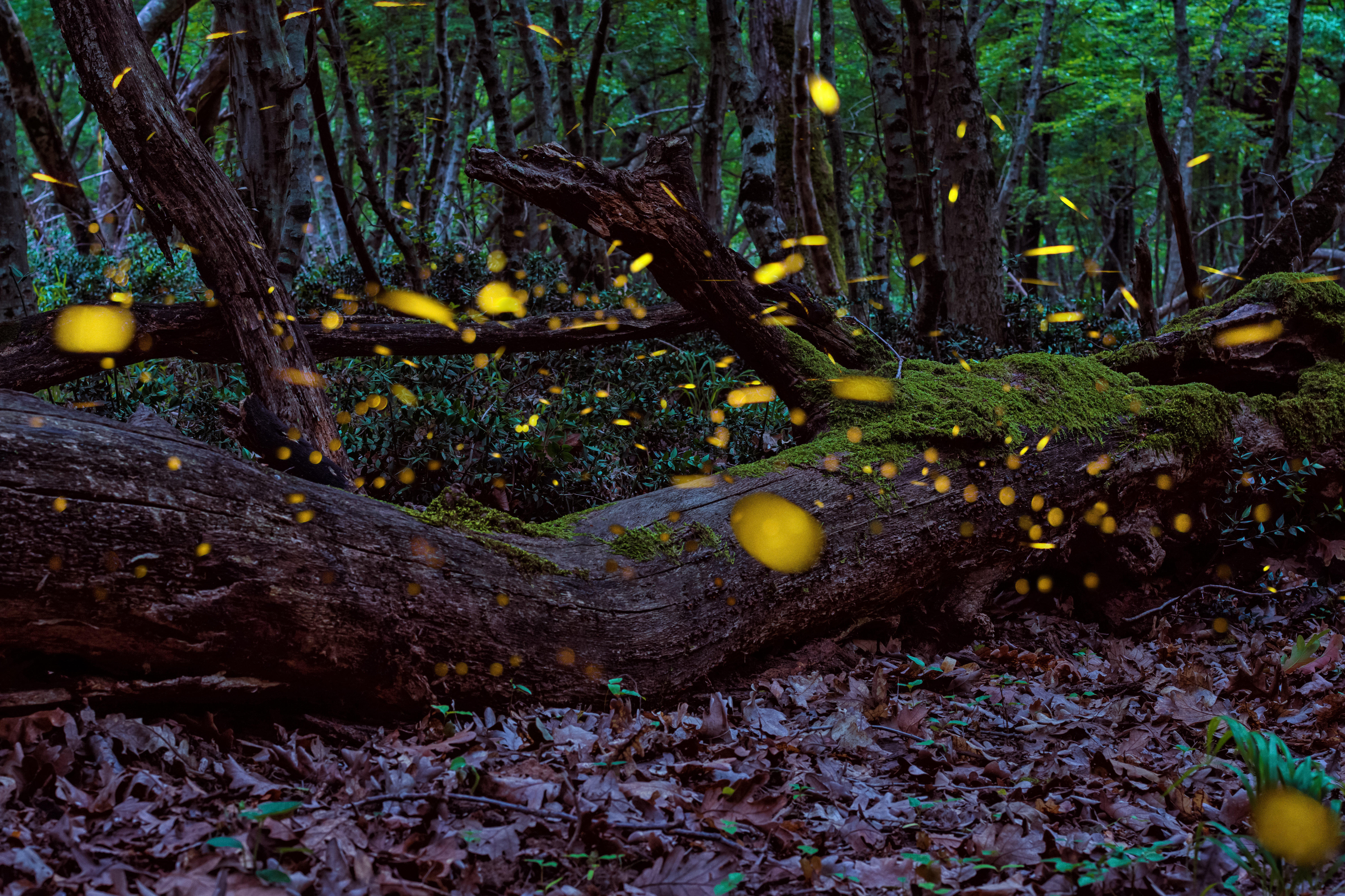 Loon Peak® Emeryville Beautiful Magical Fireflies On Canvas by Miglena ...