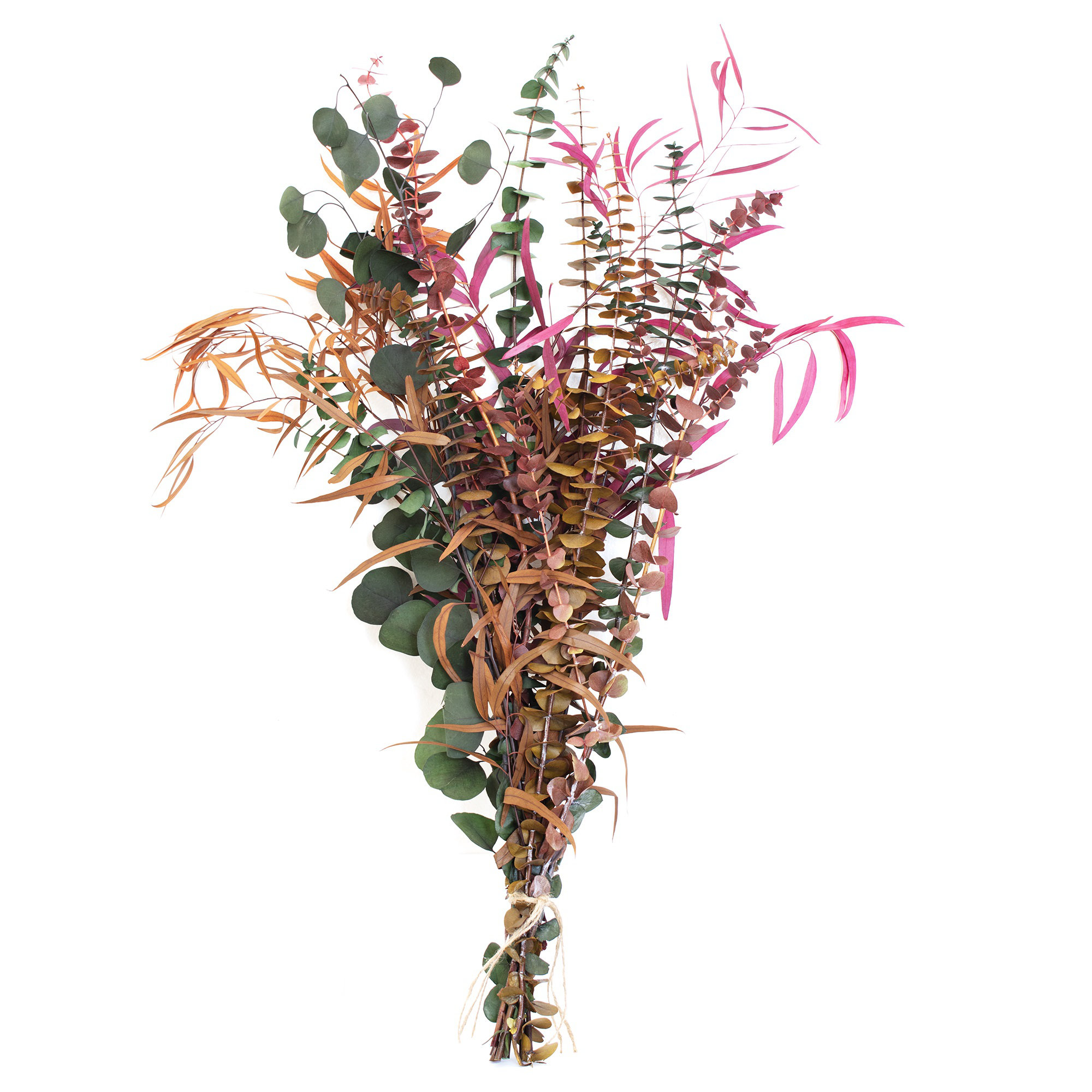 Primrue 30'' Preserved Eucalyptus Branch & Reviews | Joss & Main