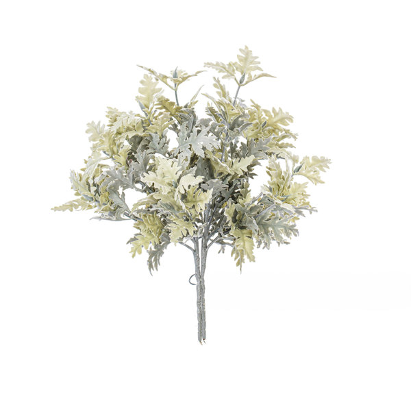 Millwood Pines Dusty Miller Bush | Joss & Main