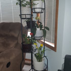 Fleur De Lis Living Bridget Plant Stand & Reviews - Wayfair Canada