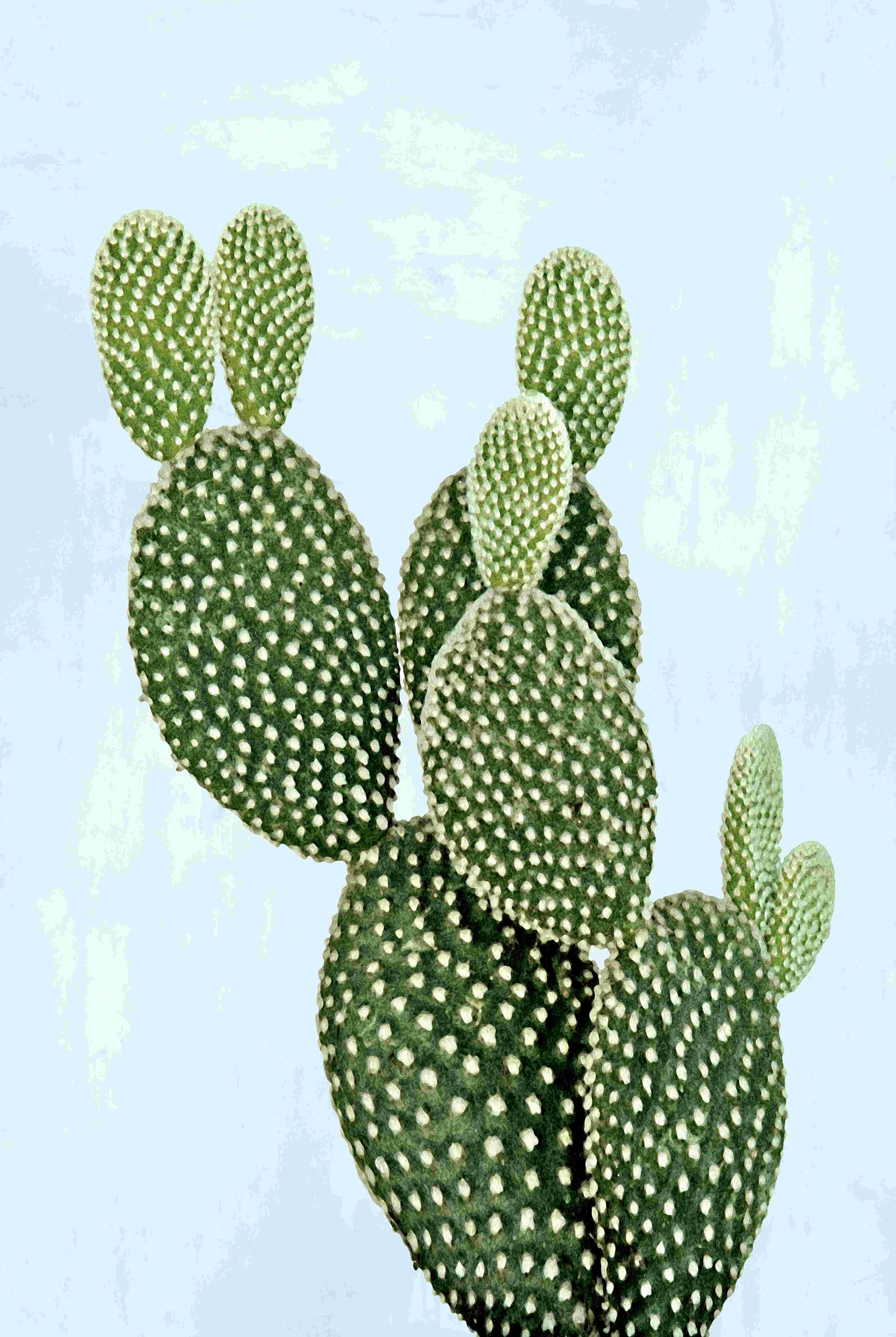 Union Rustic Cactus on Blue V - Wrapped Canvas Photograph | Wayfair