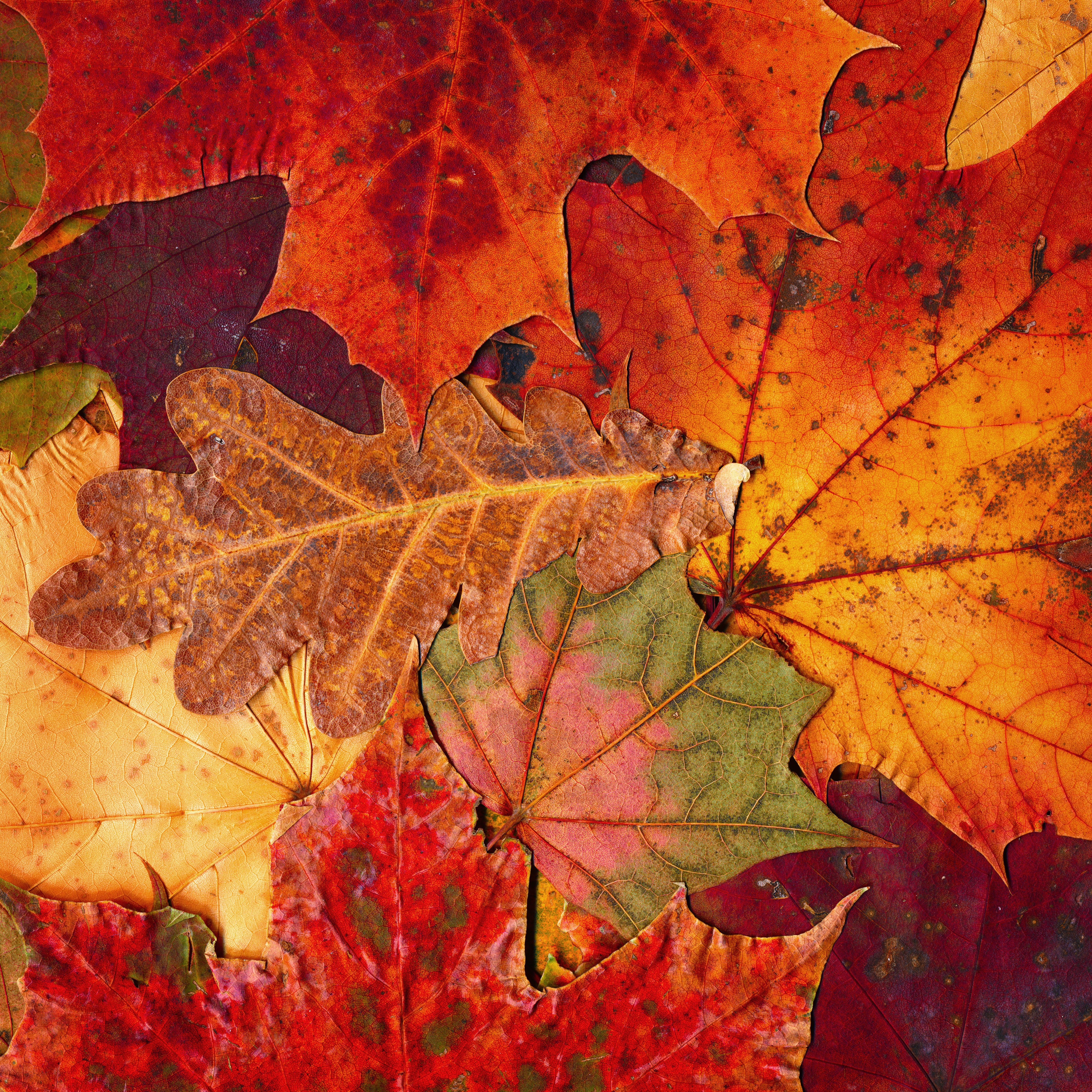 Winston Porter Kenaan Autumn Leaves Background On Canvas Photograph ...