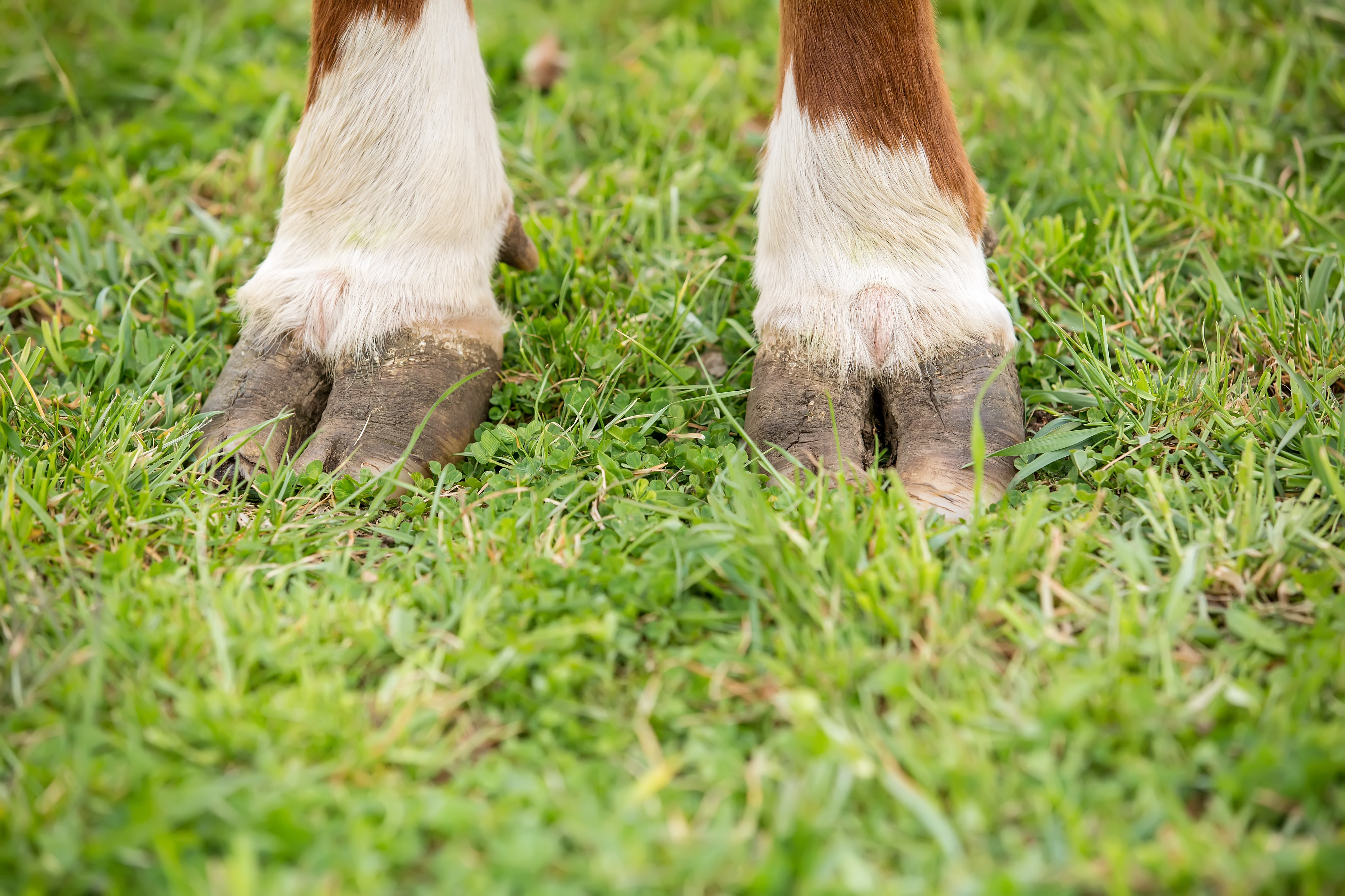 Brambly Cottage Cow Hooves by Emholk - No Frame Art Prints on Canvas ...