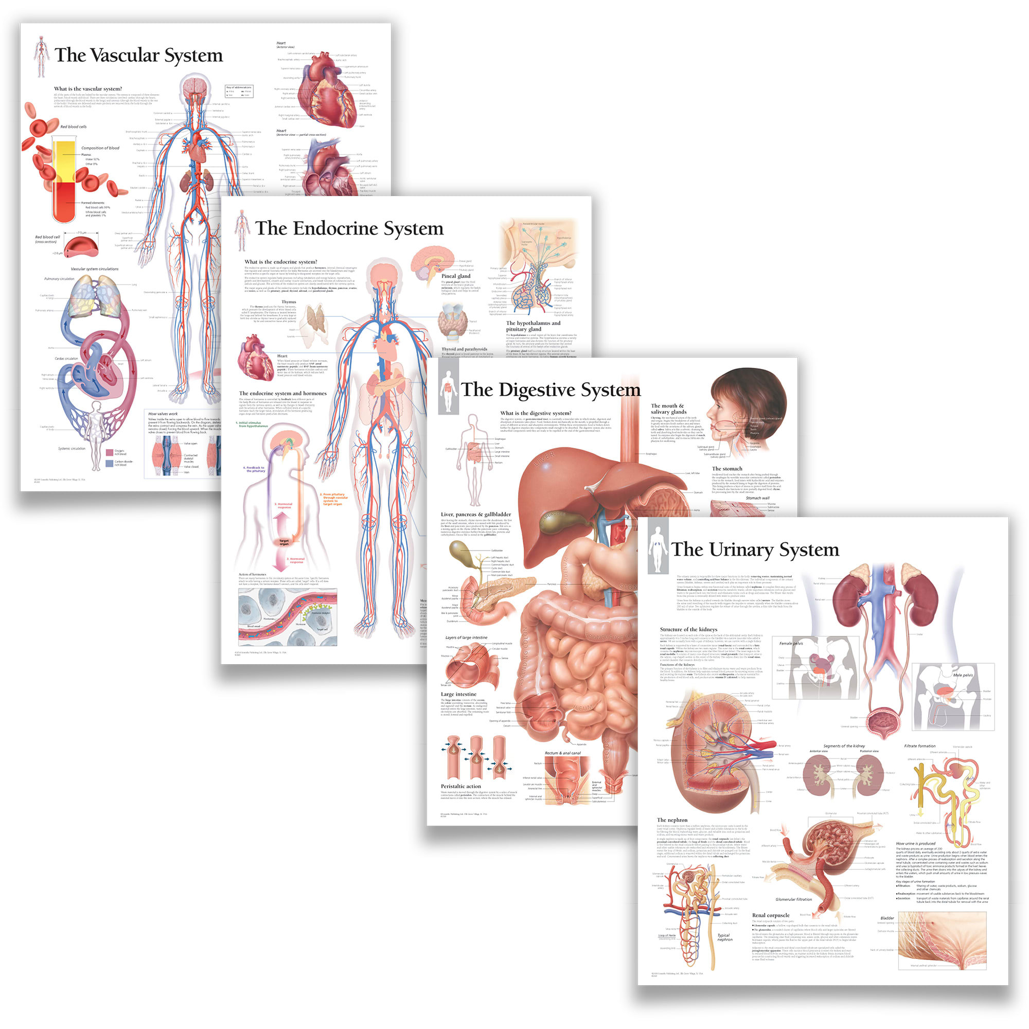 Trinx Educational Art " Vascular System, Endocrine System, Digestive ...