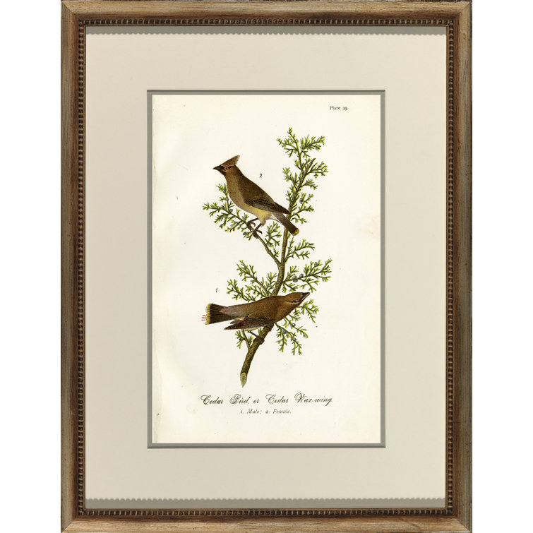 Wendover Art Group B703 Bird - Picture Frame Graphic Art | Wayfair