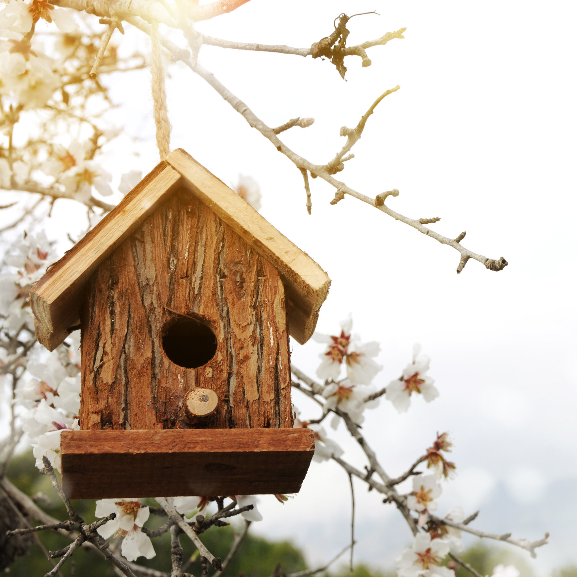 Ebern Designs Birdhouse in Spring - Wrapped Canvas Photograph | Wayfair