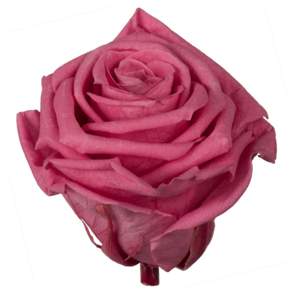 Primrue All Natural Rose Head, Preserved Premium Rose Head, Preserved ...