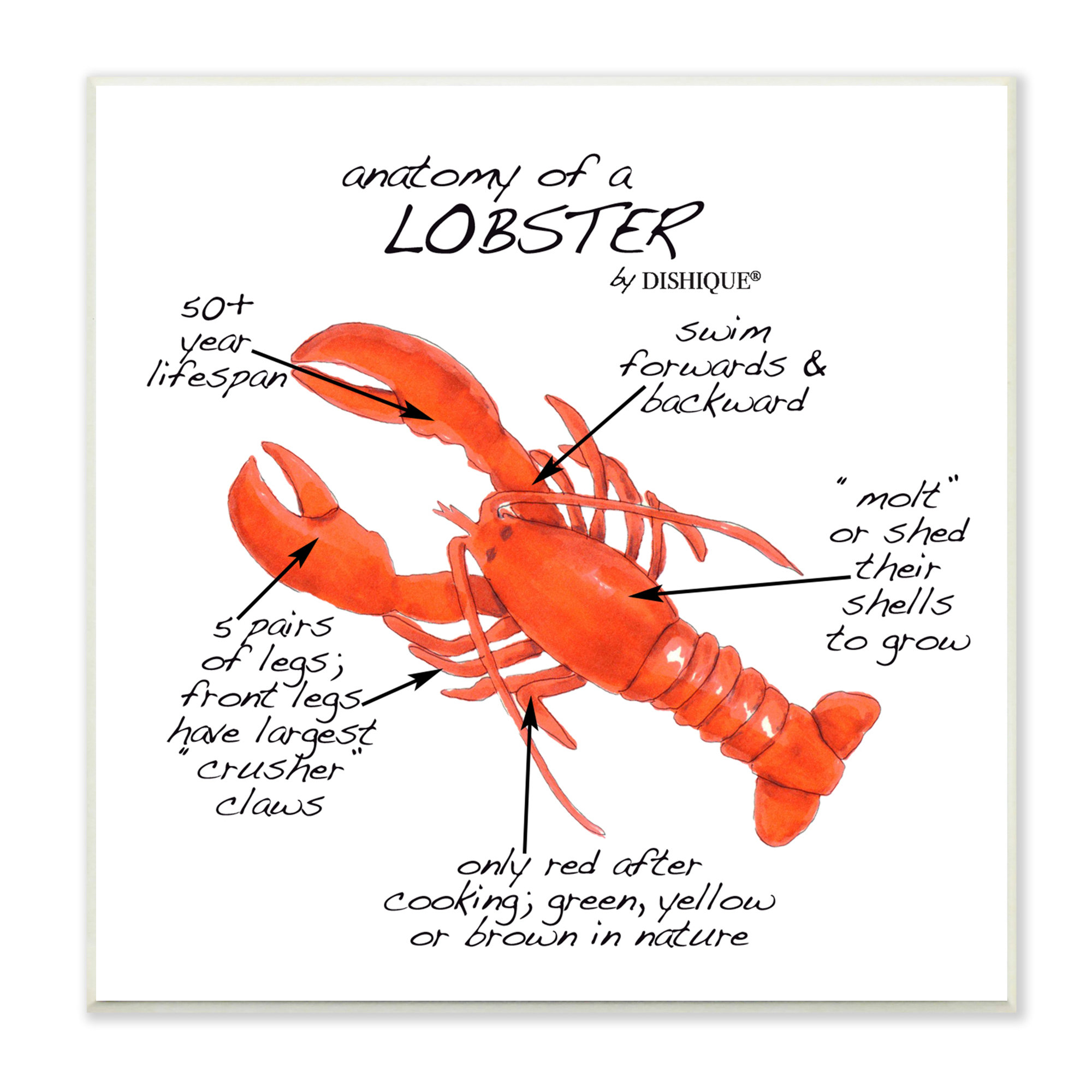 Stupell Industries Lobster Anatomy Nautical Sea Life Learning Chart ...