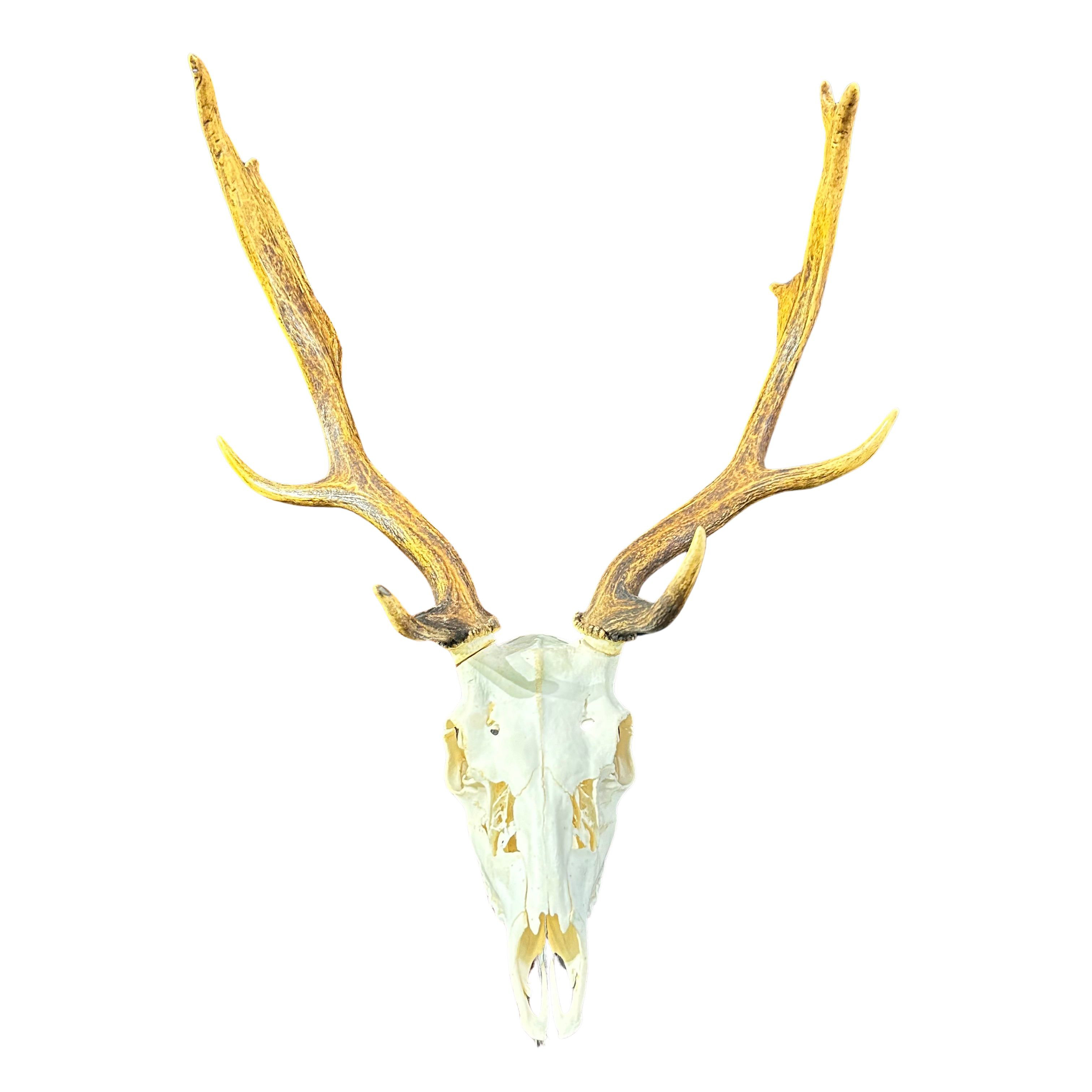 Union Rustic Courtdale Real Fallow Deer Skull (detachable horns) | Wayfair