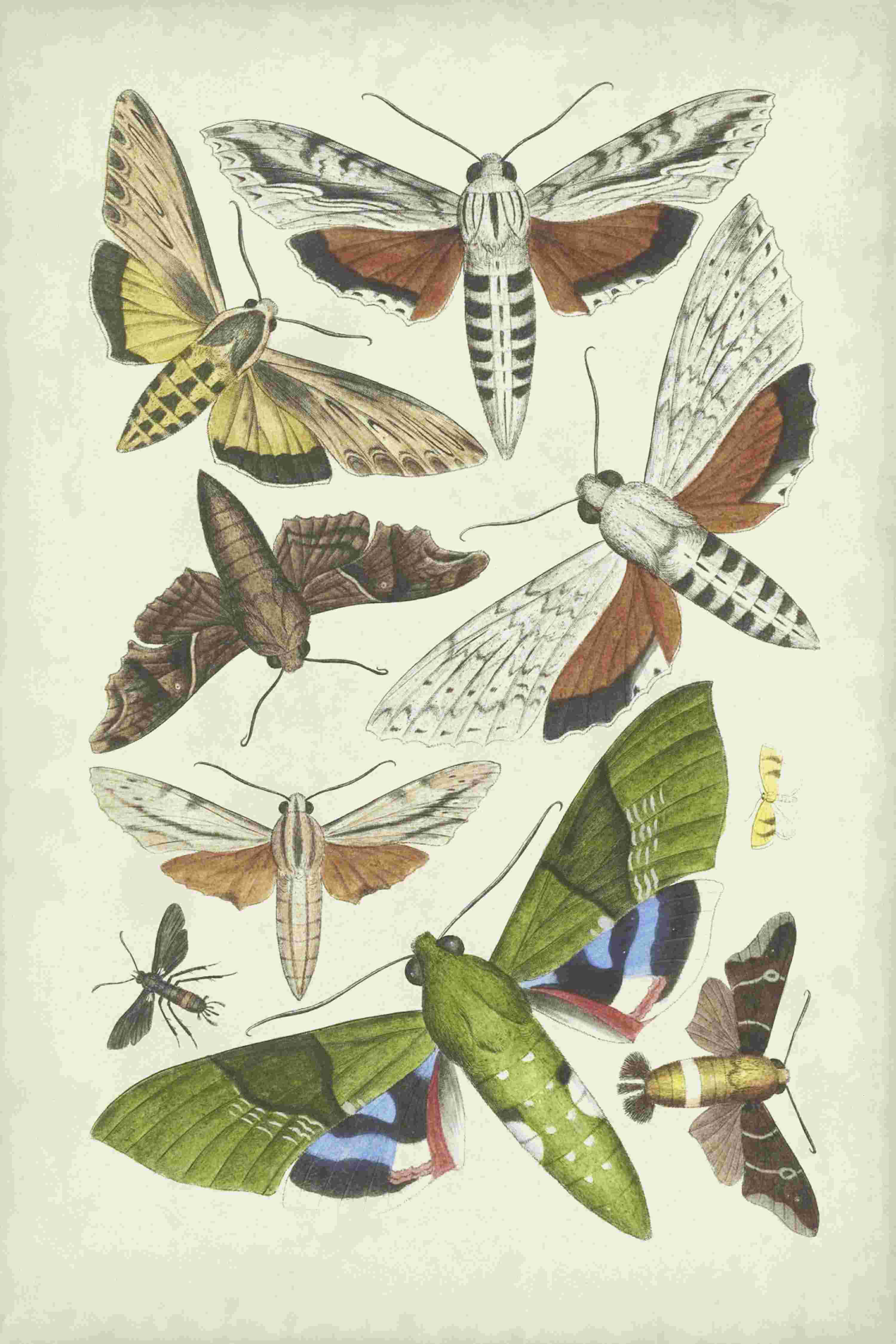 August Grove Antique Moths II - Wrapped Canvas Print - Wayfair Canada