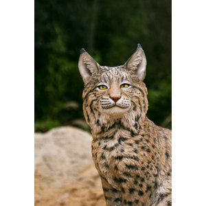 Hi-Line Gift Ltd. Sitting Bobcat Statue & Reviews | Wayfair