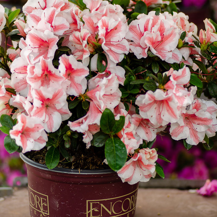 Encore Azalea 1 Gallon Encore Azalea Autumn Starburst | Wayfair
