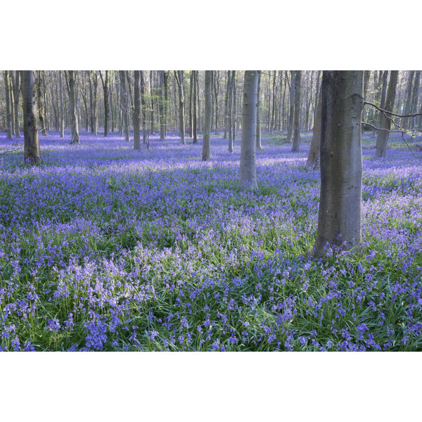 Union Rustic Bluebell Dreams I by Nick Dautlich - Wrapped Canvas Art ...