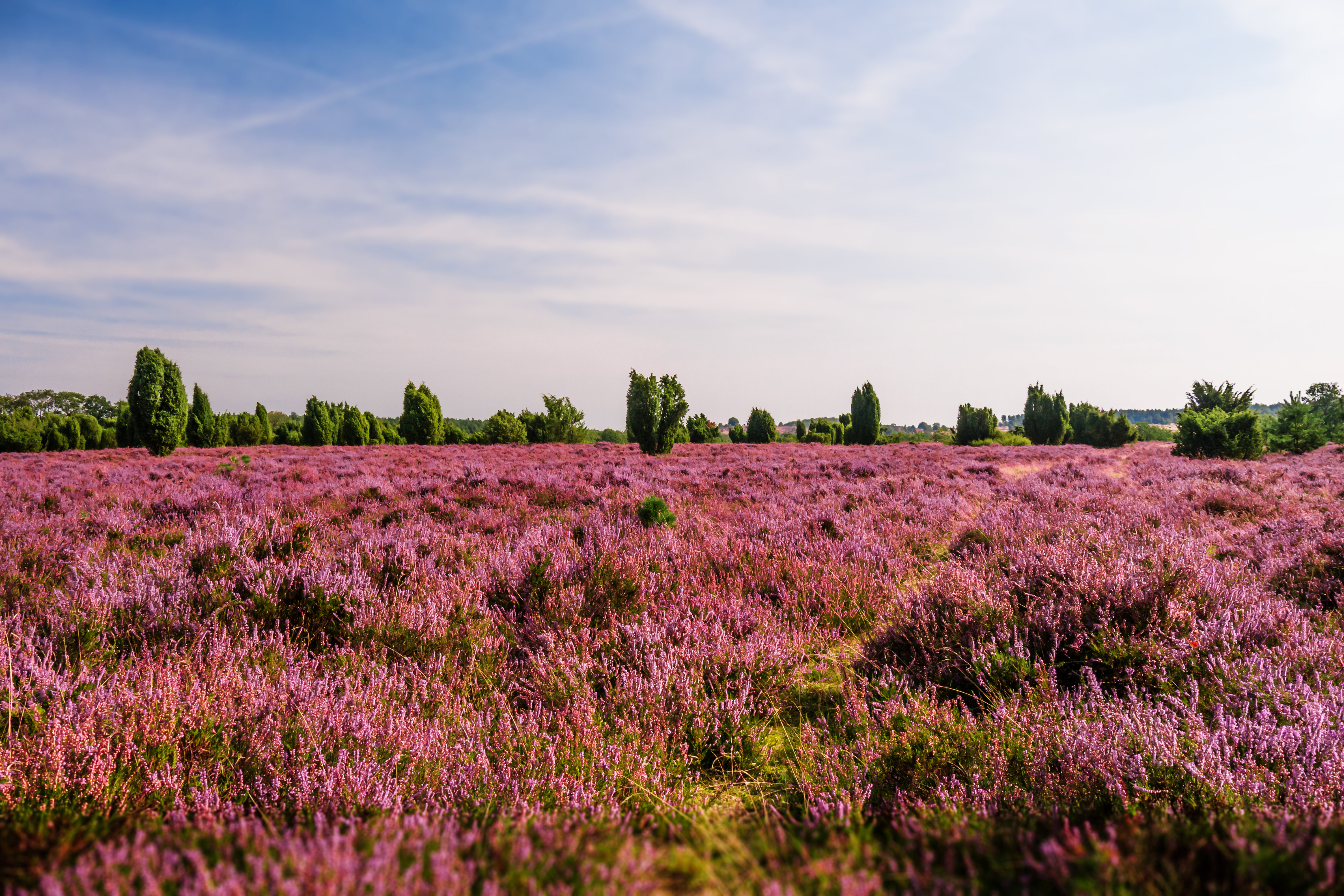 Latitude Run® Aubre Field In Lueneburg Heath | Wayfair