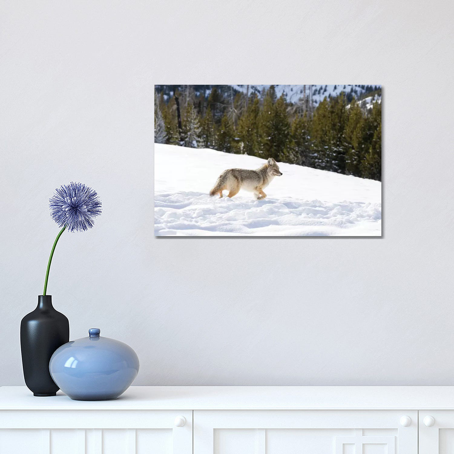 East Urban Home Wyoming, Yellowstone NP. A Coyote (Canis Latrans ...