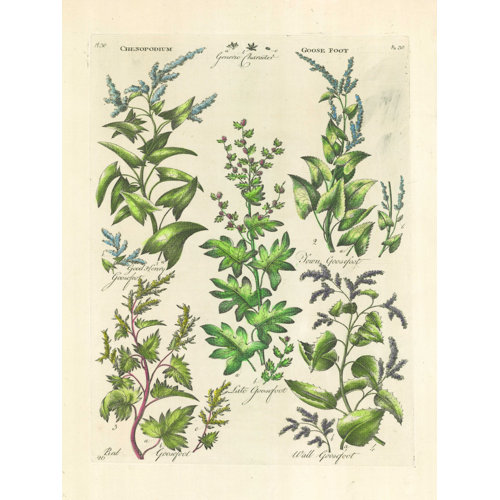 Wildon Home® Vintage Nature Print - Wayfair Canada