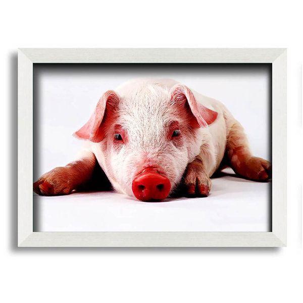 Latitude Run Lobelville Pig Portrait - Single Picture Frame Print ...