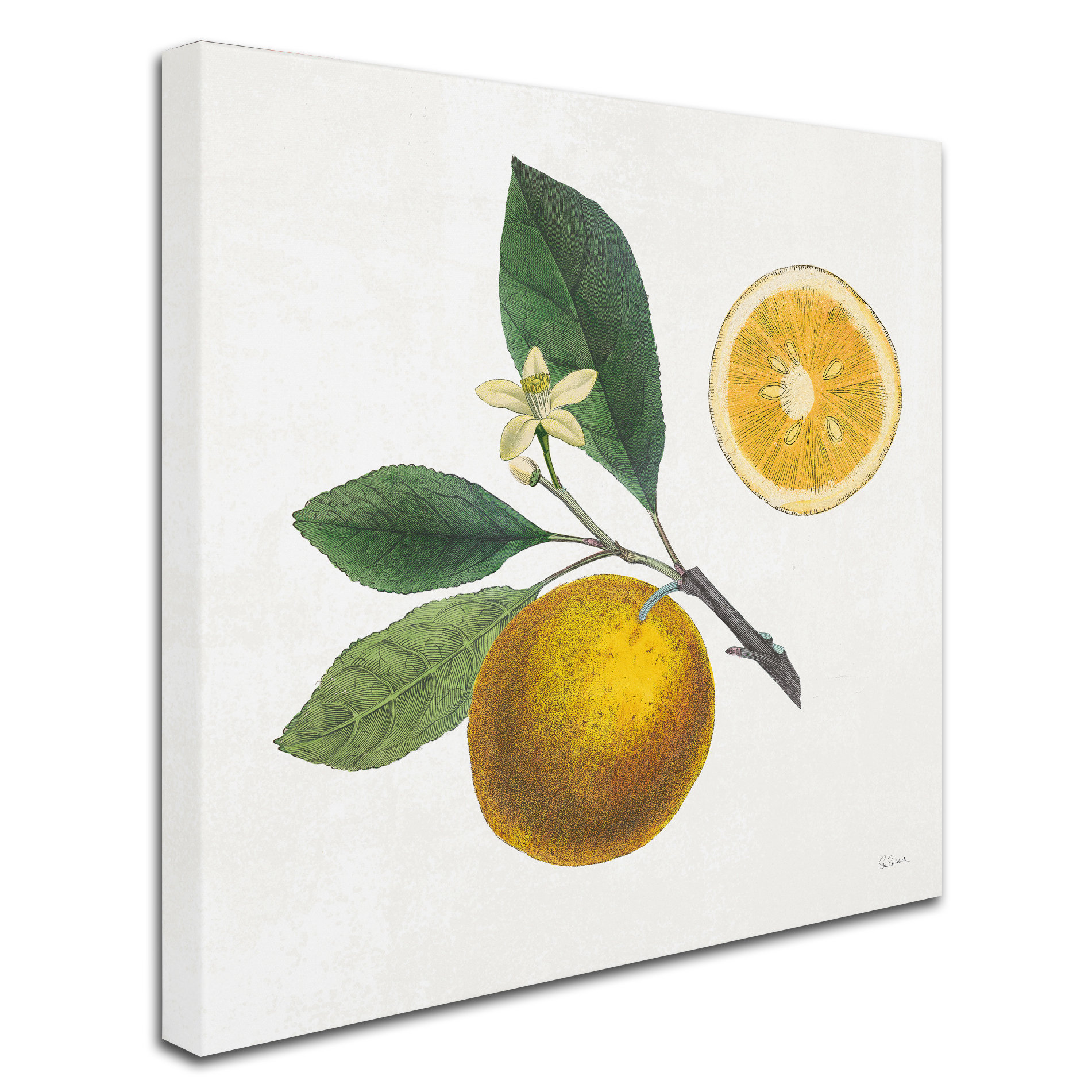 Bay Isle Home™ 'Classic Citrus II' Wrapped Canvas Graphic Art on Canvas ...