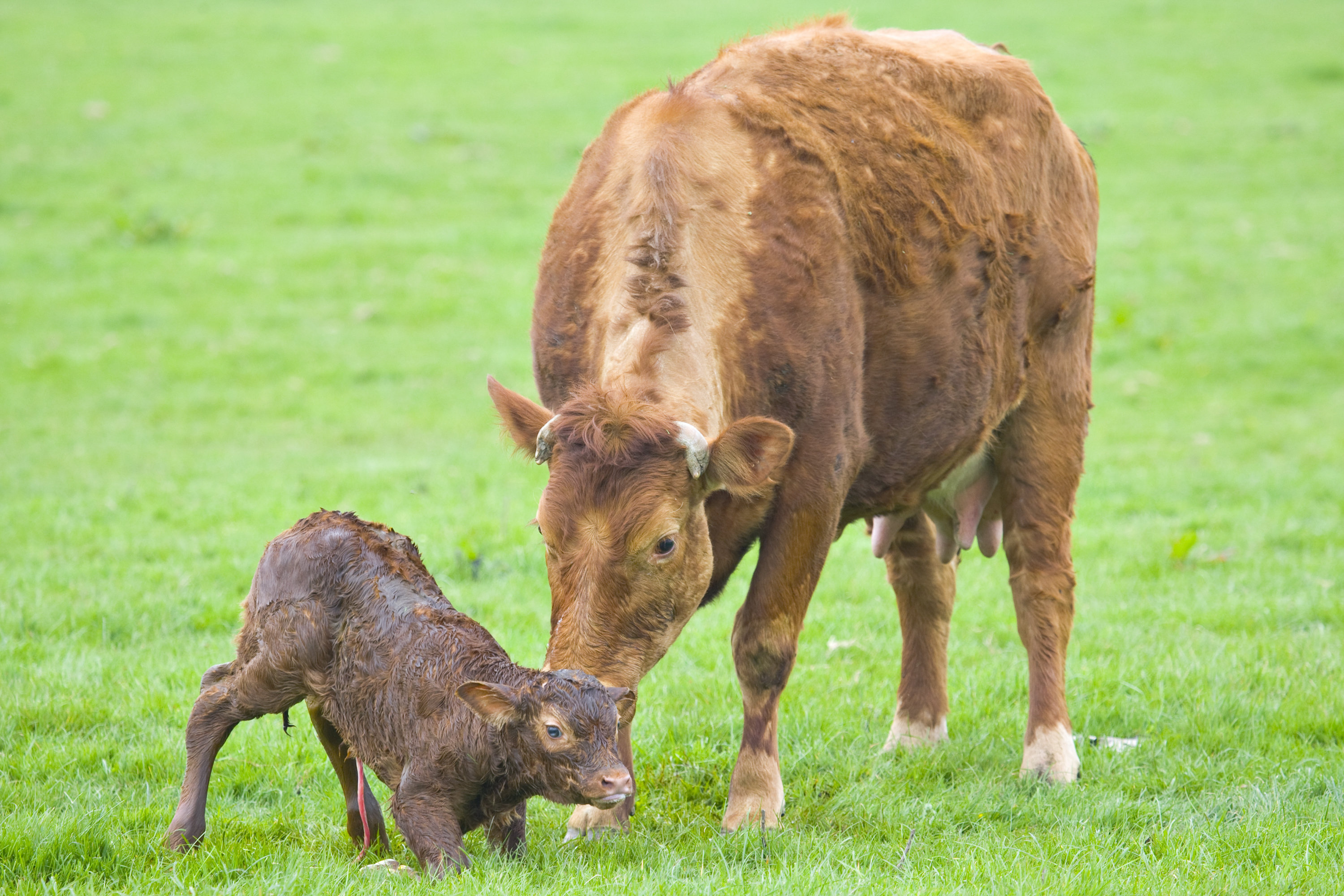 Gracie Oaks New Born Calf by Vandervelden - Wayfair Canada